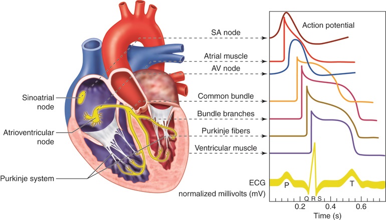 OLI - Drawing Cardiac conduction system and action potentials - English ... OLI - Drawing Cardiac conduction system and action potentials - English ...